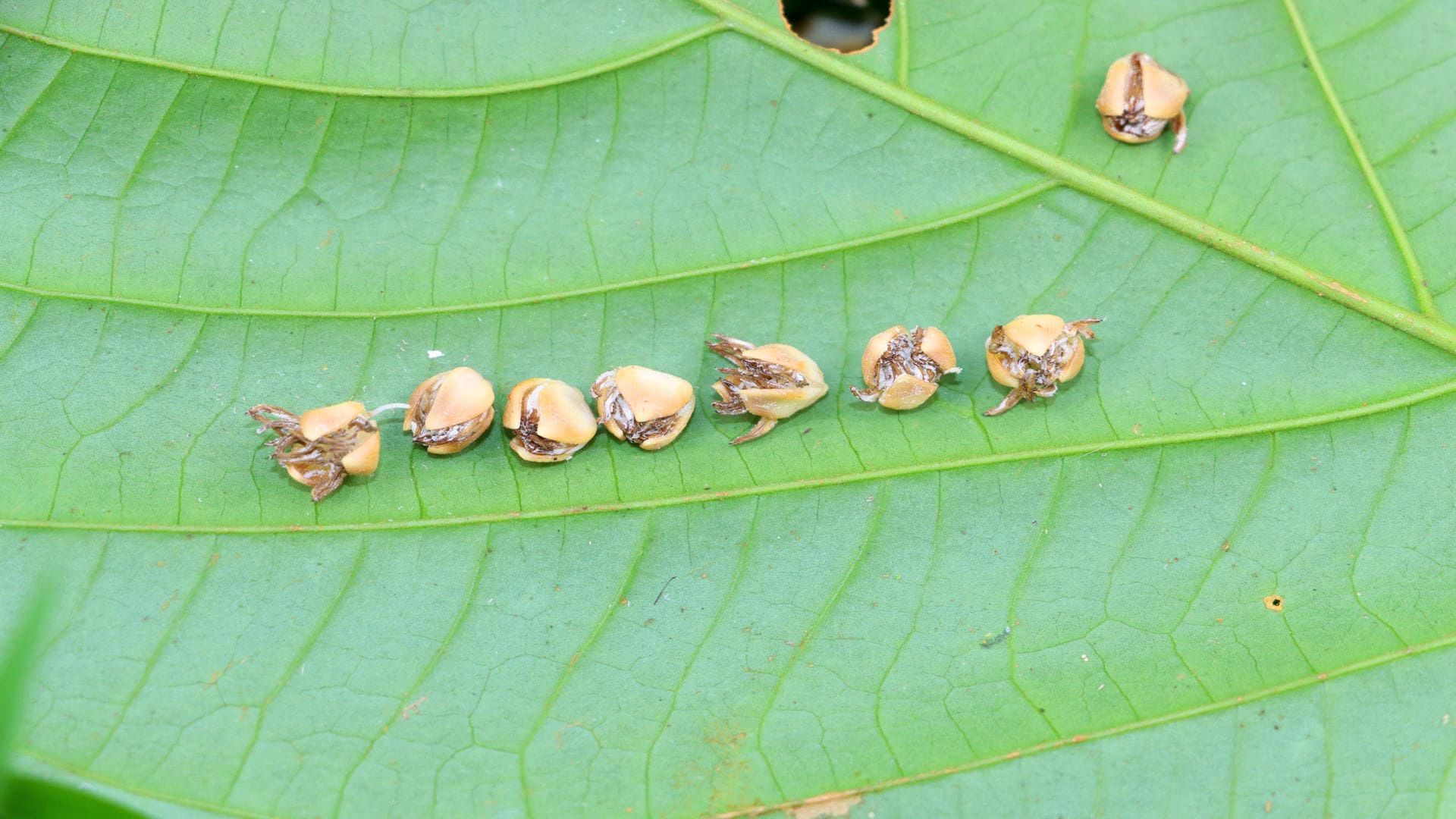 Index of /images/catalogue/605